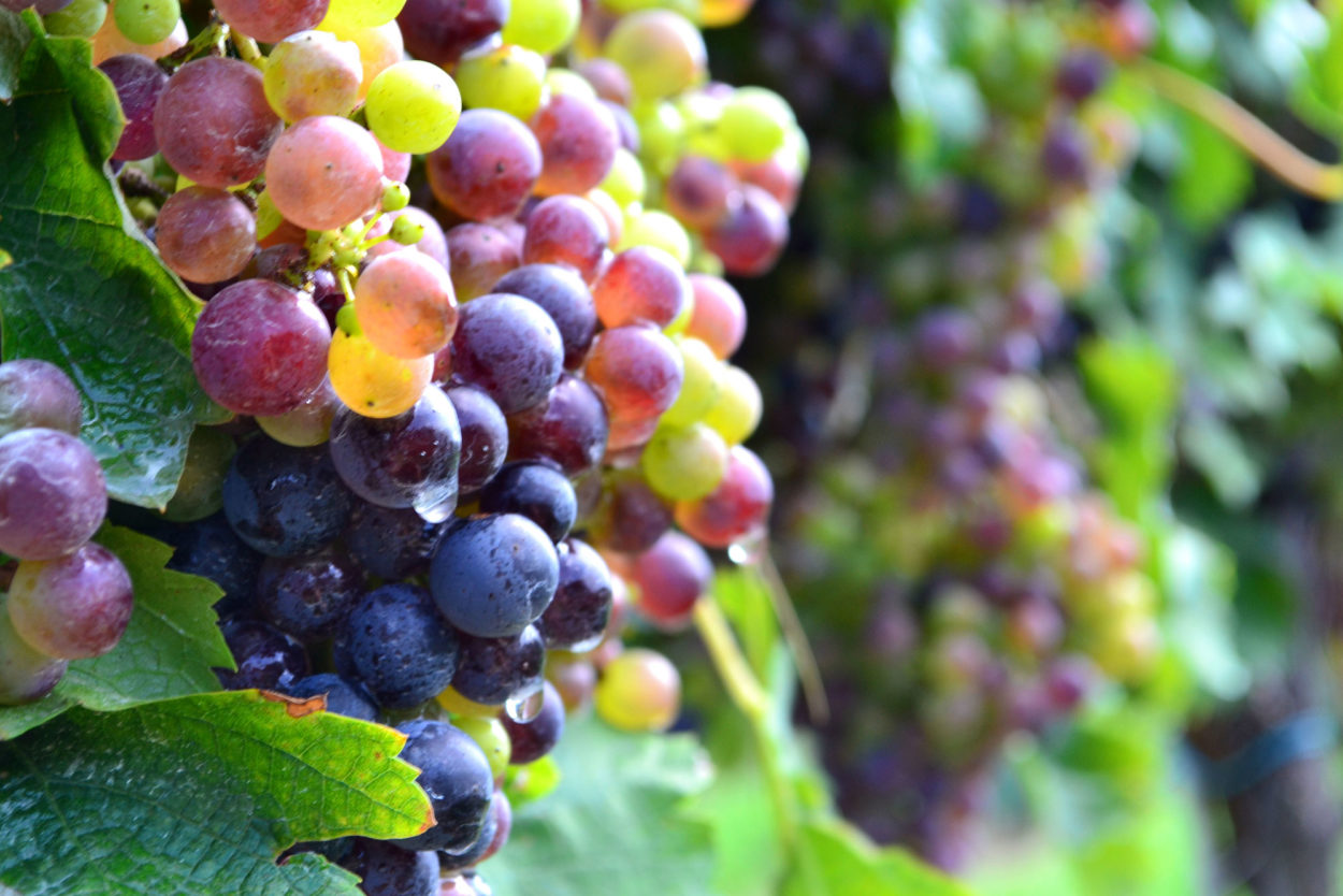 ¿Qué significa Vitis Vinífera? - Blog Matarromera