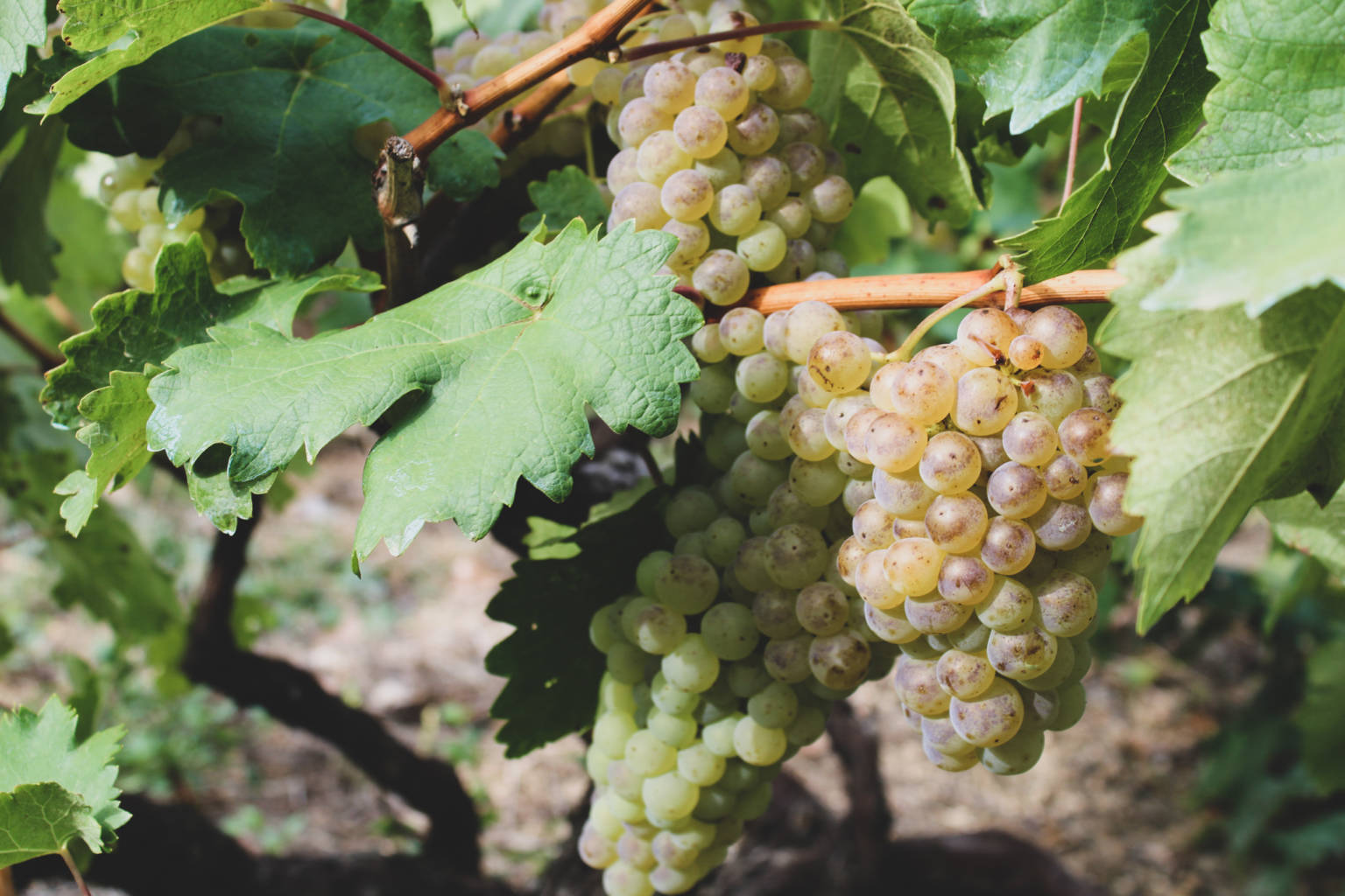 ¿Qué significa Vitis Vinífera? - Blog Matarromera